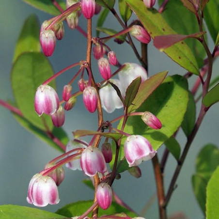 Zenobia pulverulenta 'raspberry ripple' | À l'ombre des figuiers