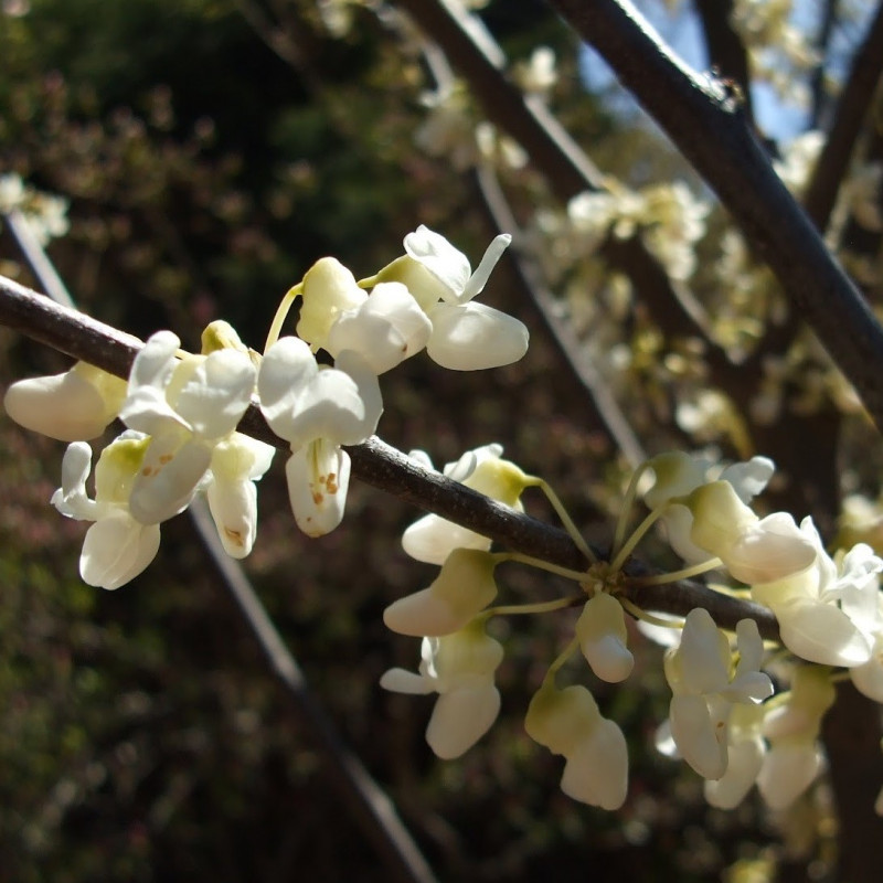 Cercis reniformis 'Texas white', redbud | À l'ombre des figuiers