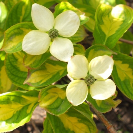Cornus kousa 'gold star', dogwood | À l'ombre des figuiers