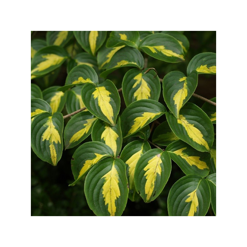 Cornus kousa 'gold star', dogwood | À l'ombre des figuiers