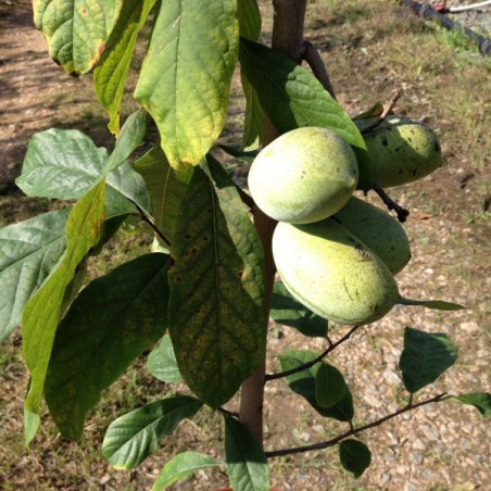 Asimina triloba 'prolific', asiminier, paw paw | À l'ombre des figuiers