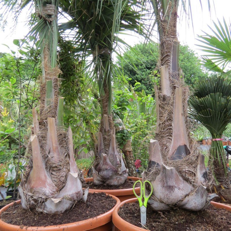 Butiagrus nabonnandii, a natural hybrid palm from South America | À l ...