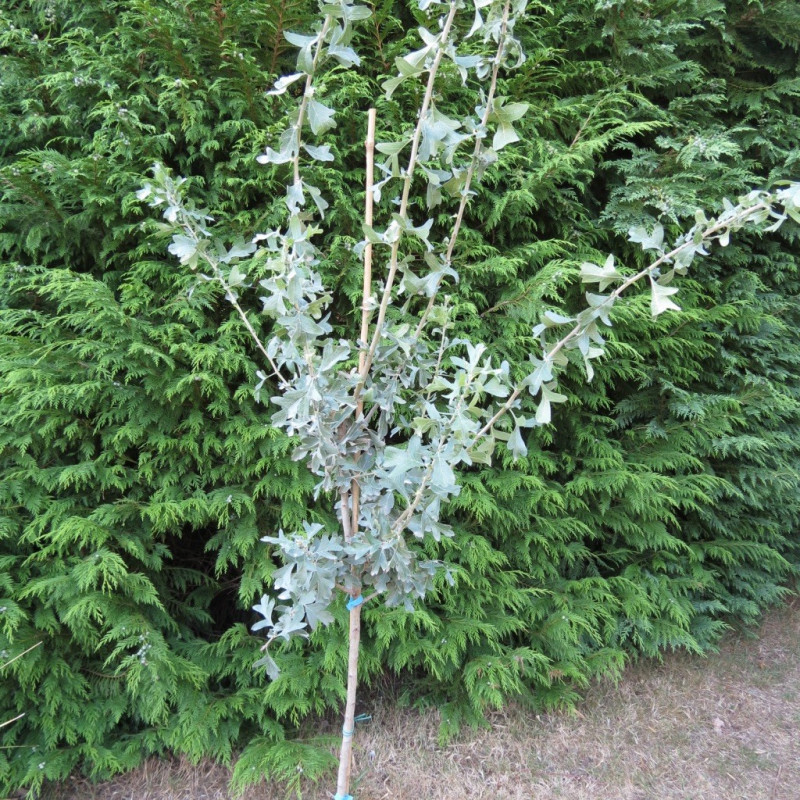 Crataegus azarolus (red), Azarole Hawthorn | À l'ombre des figuiers