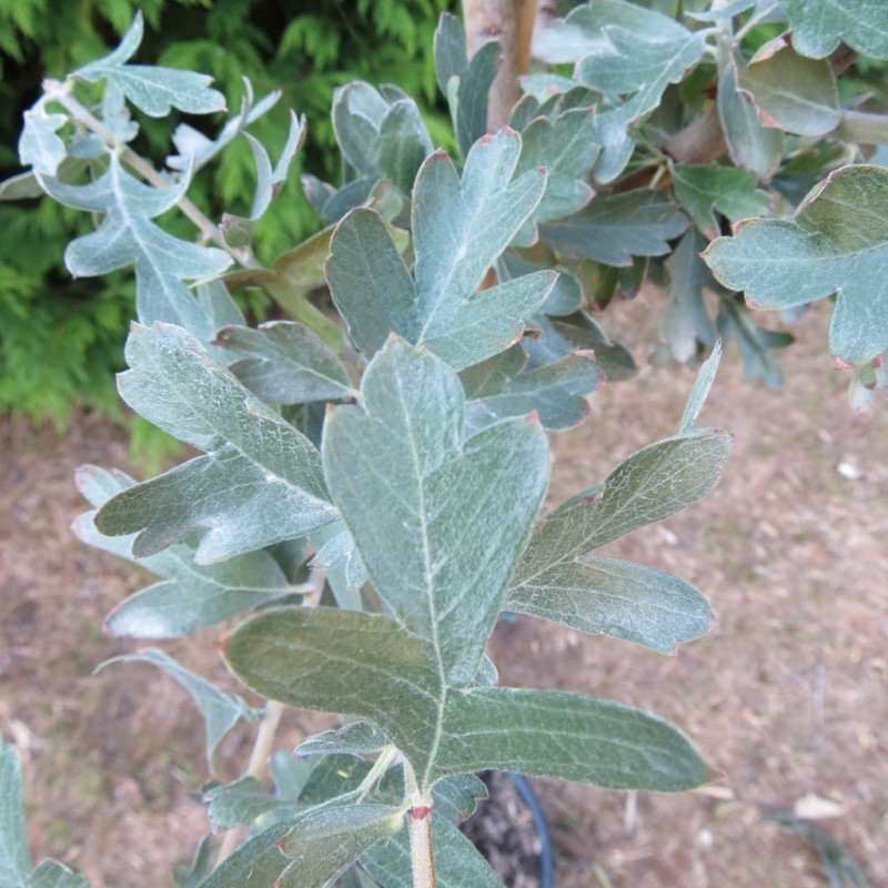 Crataegus azarolus (red), Azarole Hawthorn | À l'ombre des figuiers