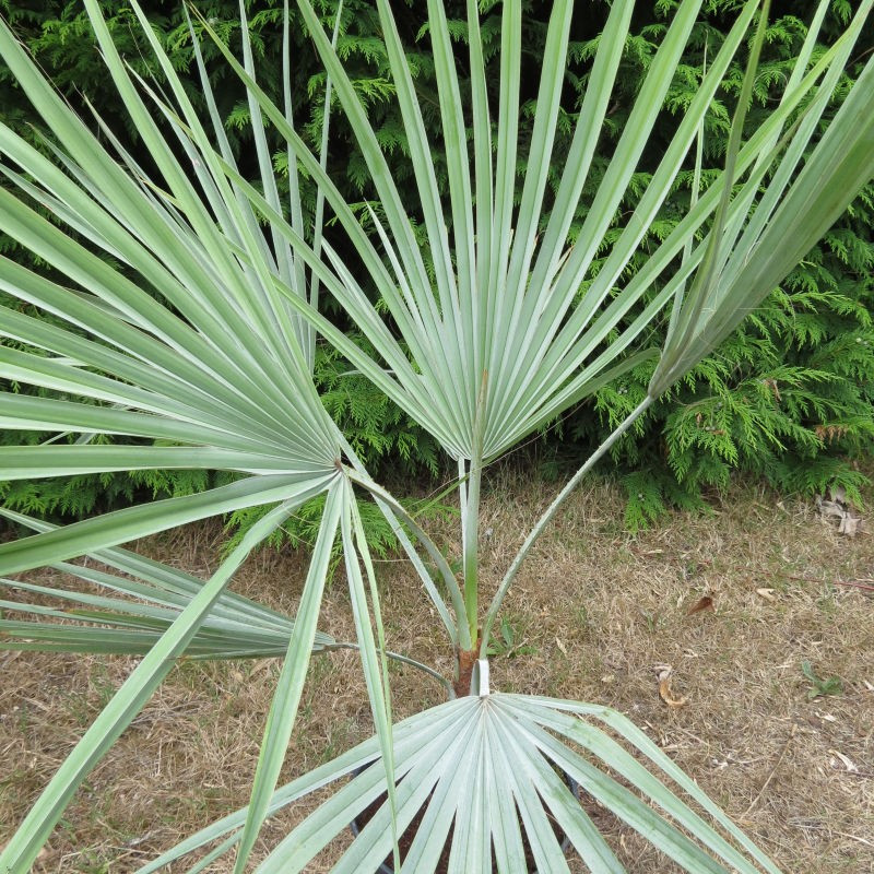 Brahea elegans, Franceschi palm | À l'ombre des figuiers