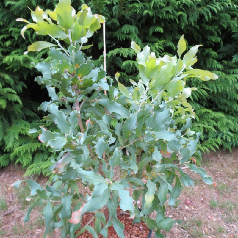Hakea victoriae, royal Hakea | À l'ombre des figuiers