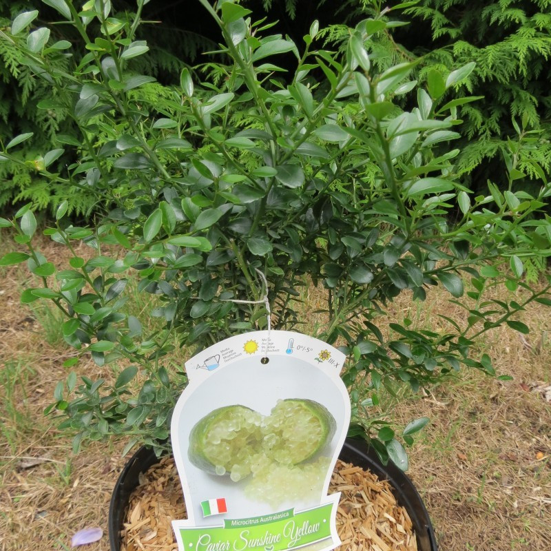 Citrus australasica 'sunshine yellow', yellow finger lime | À l'ombre ...