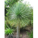 Yucca linearis vert