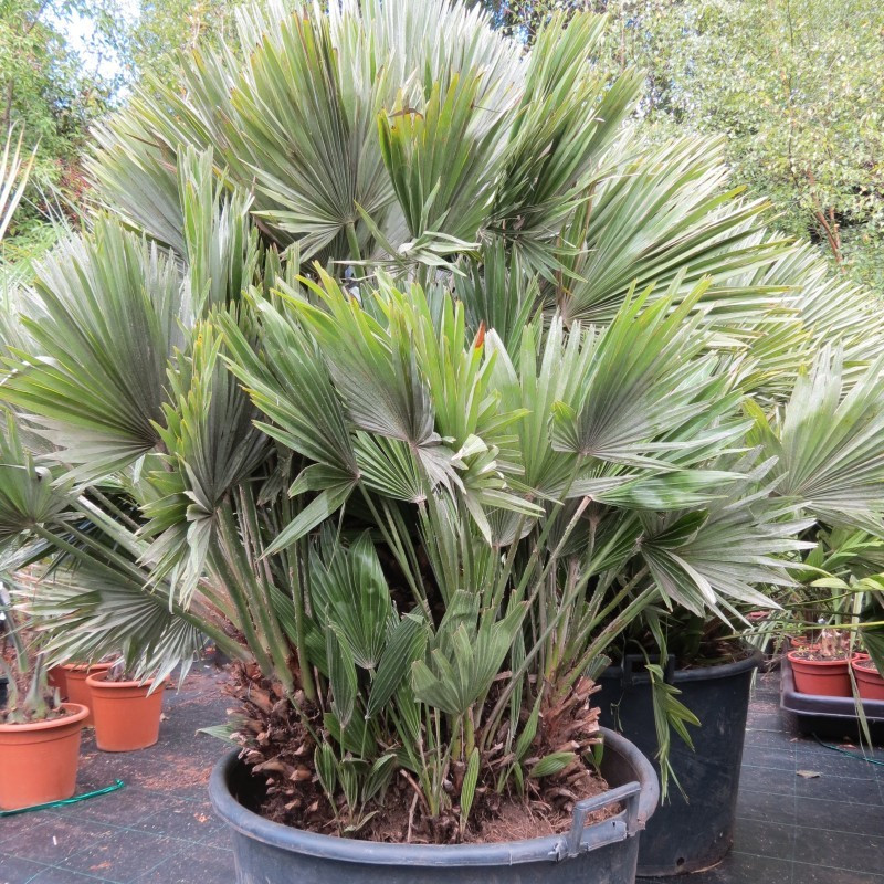 Chamaerops humilis 'Vulcano', palmier nain rustique | À l'ombre des ...