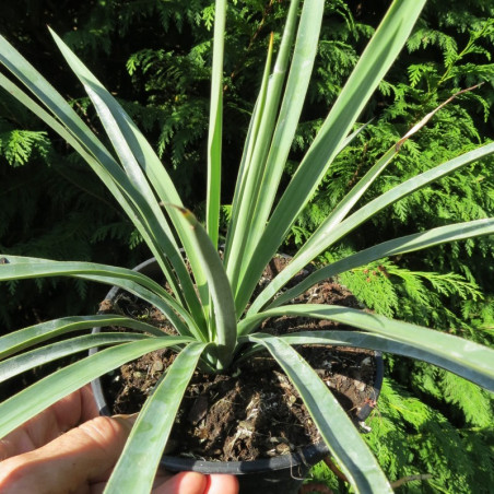 Yucca linearifolia bleu x Yucca treculeana caniculata | À l'ombre des ...