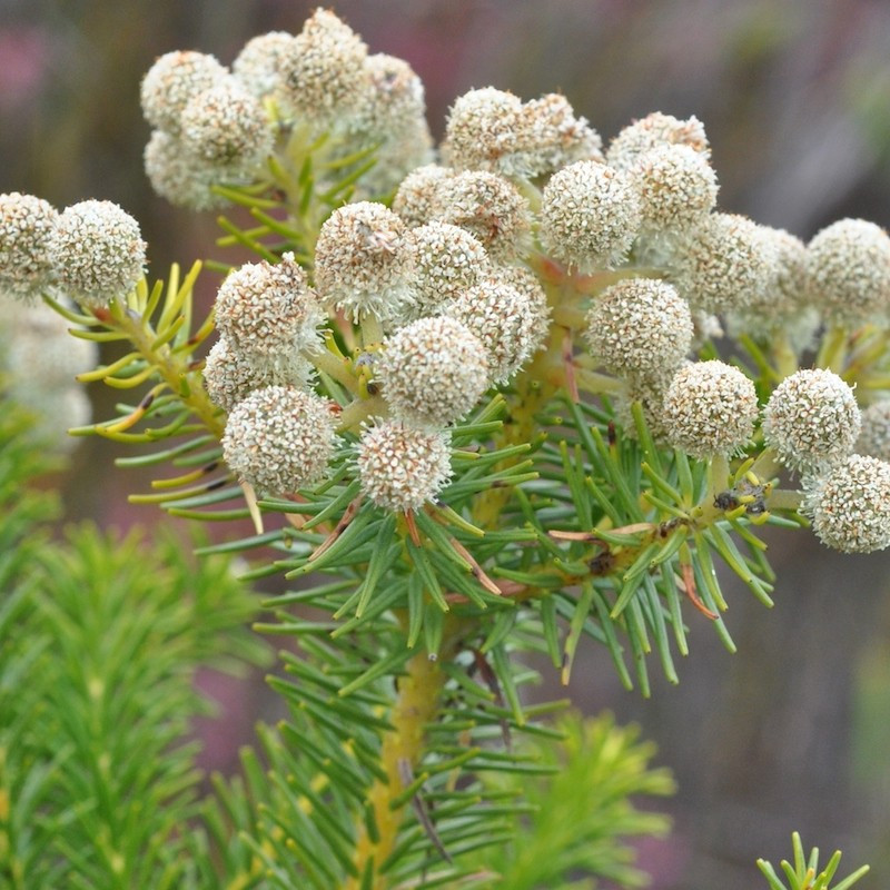 Berzelia squarrosa | À l'ombre des figuiers