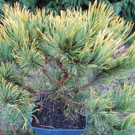 Pinus mugo 'winter gold' | À l'ombre des figuiers