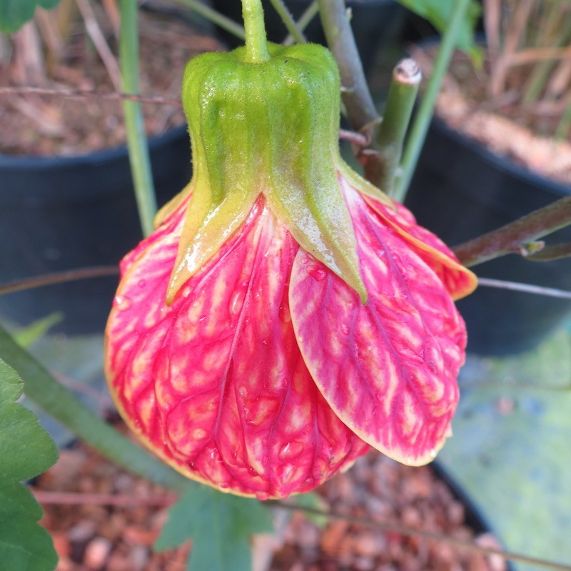 Abutilon red tiger® | À l'ombre des figuiers