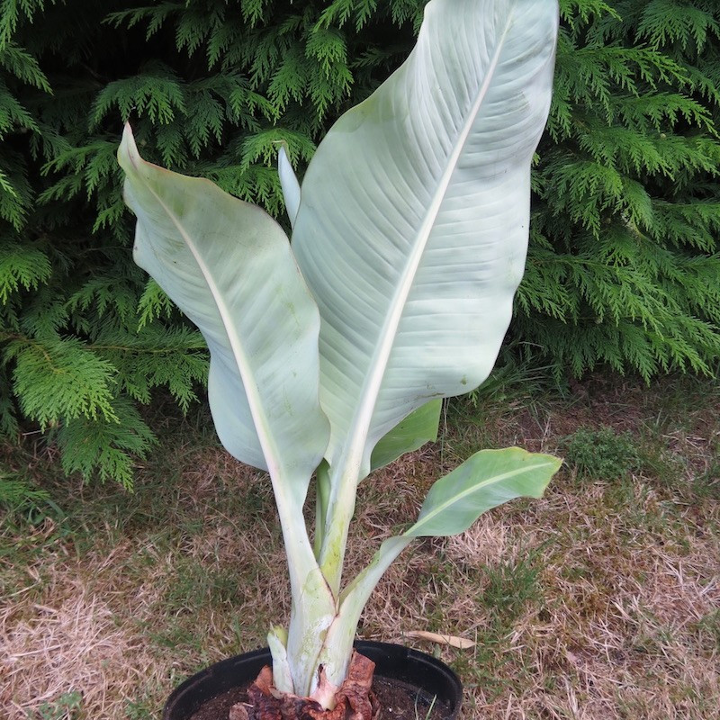 Ensete superbum, banana tree | À l'ombre des figuiers