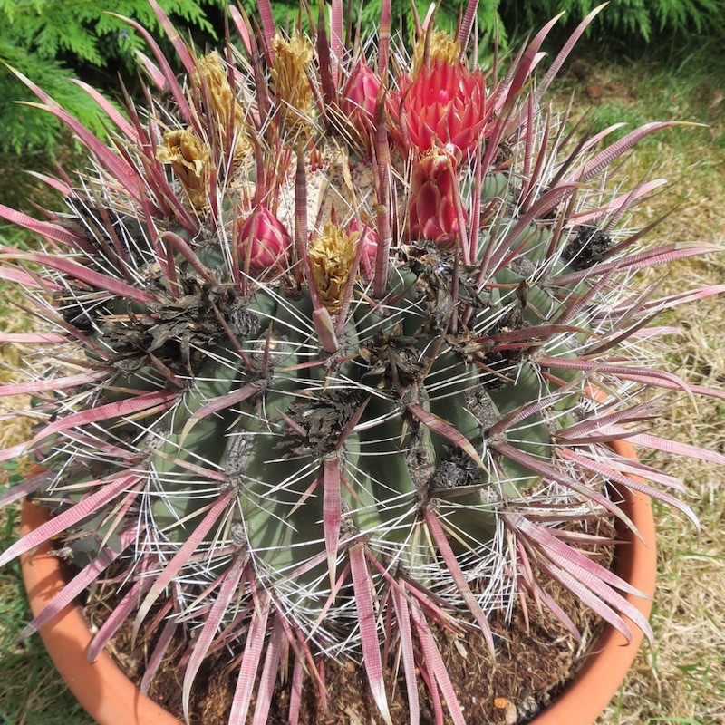 Ferocactus gracilis var. coloratus | À l'ombre des figuiers