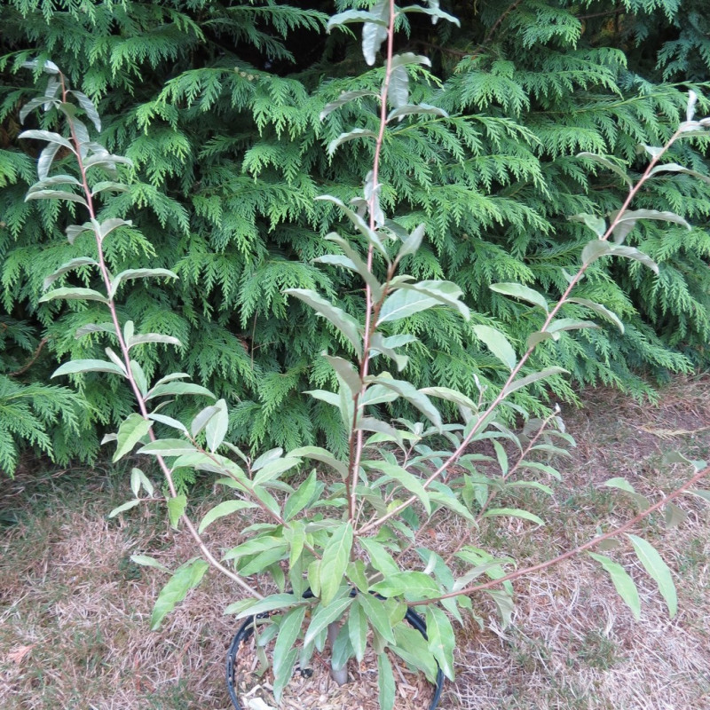 Elaeagnus umbellata 'pointilla® amoroso®' | À l'ombre des figuiers