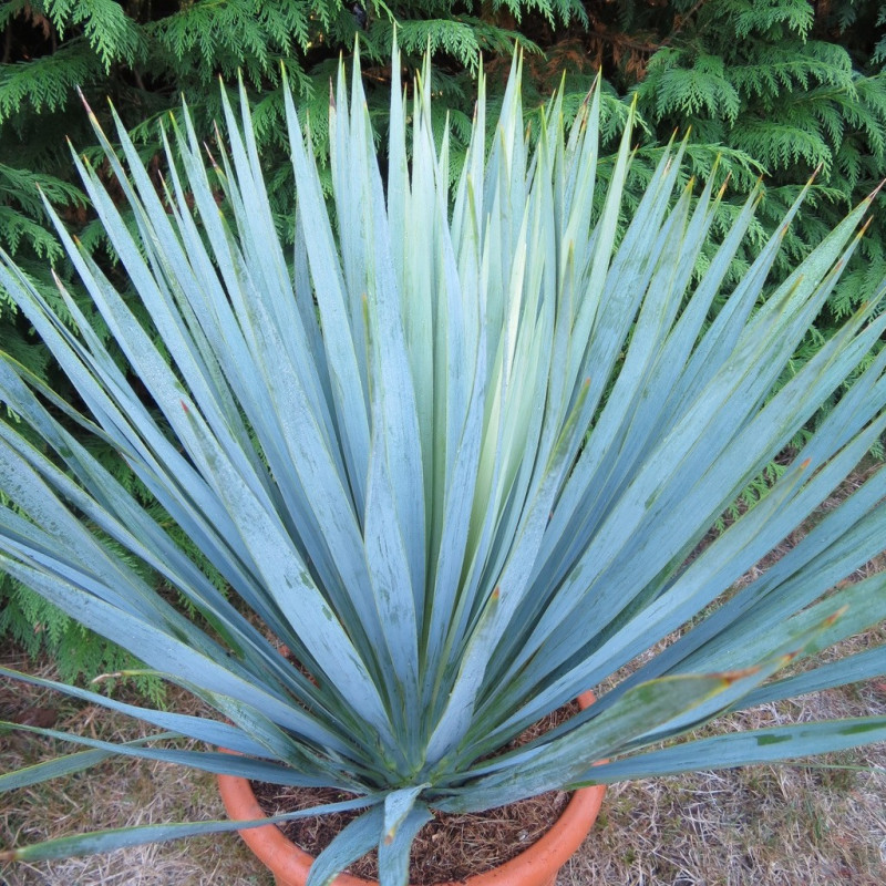 Yucca filamentosa x Yucca rostrata blue swan | À l'ombre des figuiers