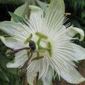 Passiflora snow queen®, passiflore blanche