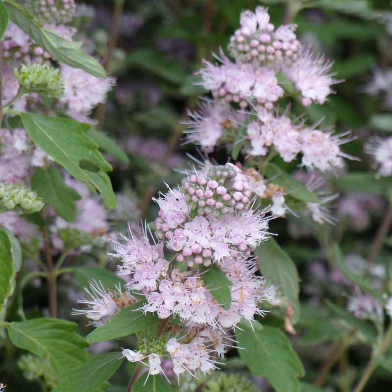Caryopteris Stephi® | À l'ombre des figuiers
