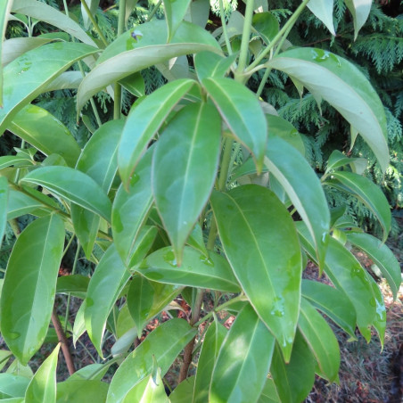 Cornus angustata empress of China®, Cornus elliptica 'Elsbry' | À l ...