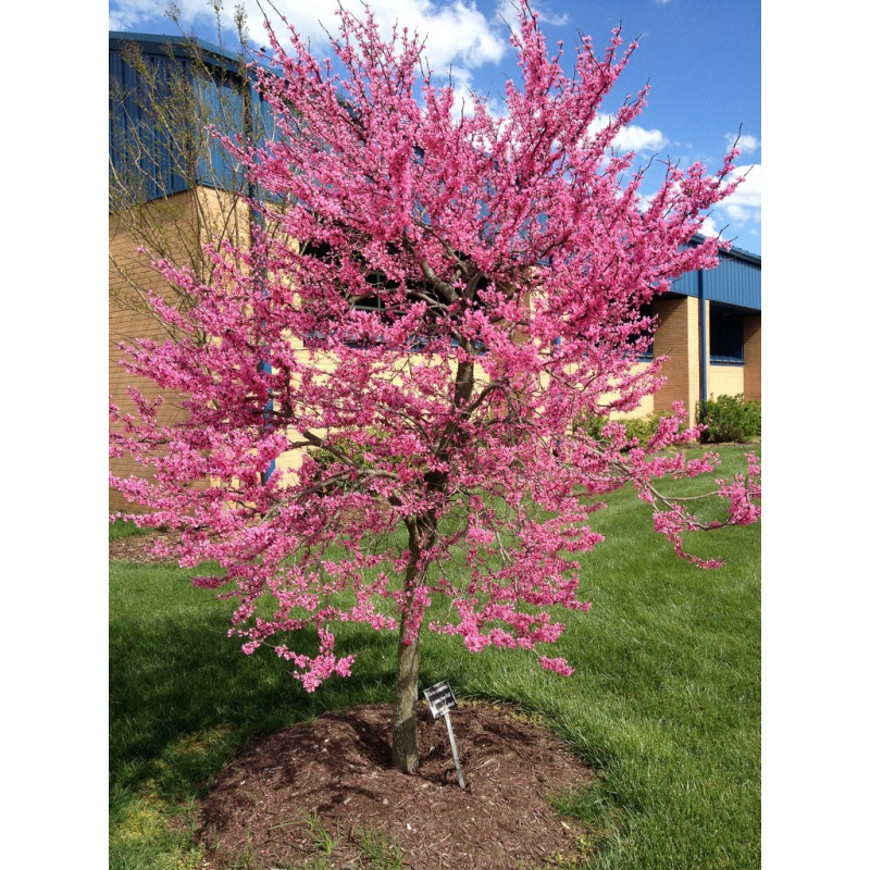 Cercis canadensis 'Appalachian red', redbud | À l'ombre des figuiers