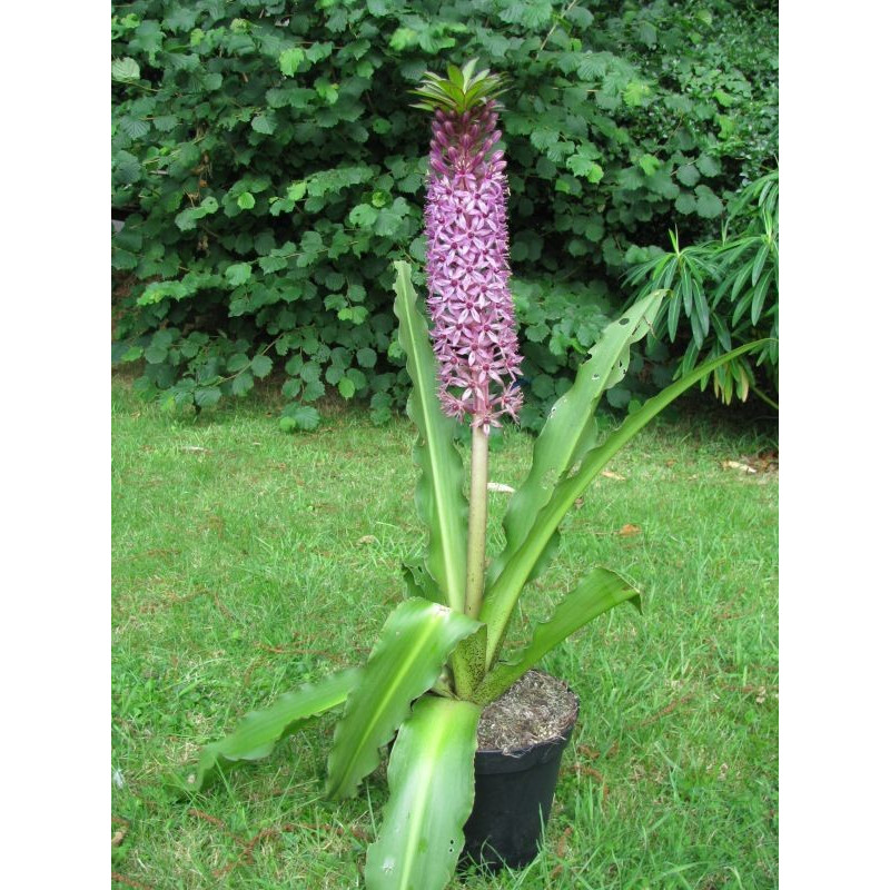 Eucomis comosa 'Reuben', pineapple lily | À l'ombre des figuiers