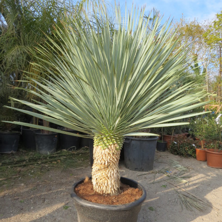 Yucca rostrata 'blue swan' | À l'ombre des figuiers