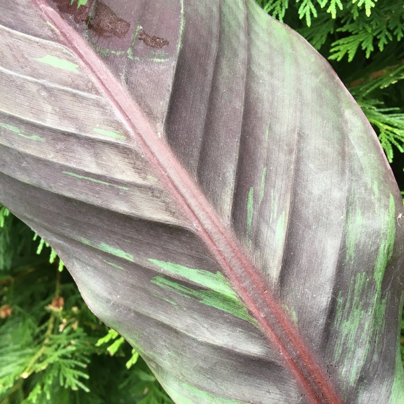 Musa sikkimensis 'ever red', bananier rouge | À l'ombre des figuiers
