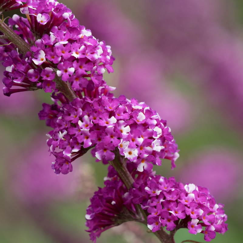 Buddleja berries and cream® | À l'ombre des figuiers