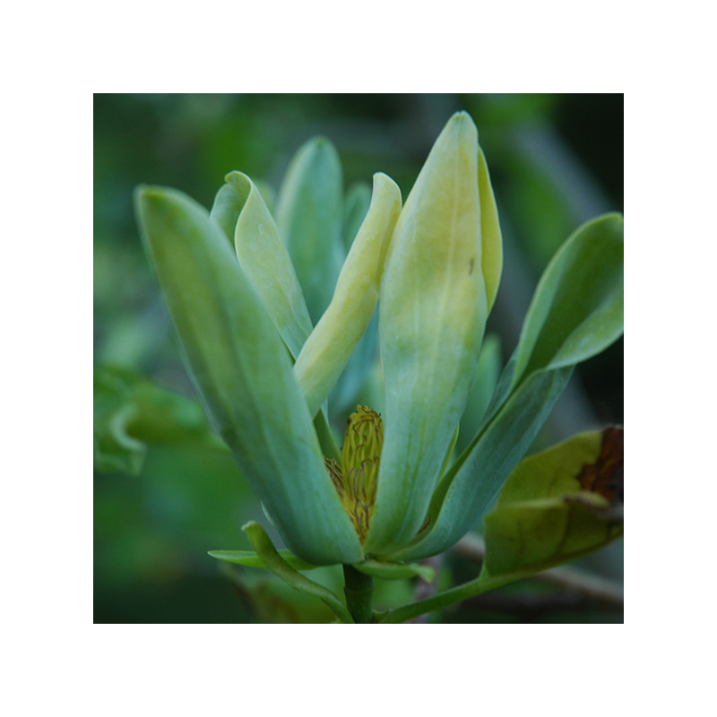 Magnolia 'blue baby', magnolia caduc bleu | À l'ombre des figuiers