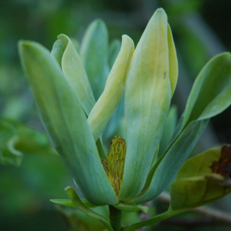 Magnolia 'blue baby', magnolia caduc bleu | À l'ombre des figuiers