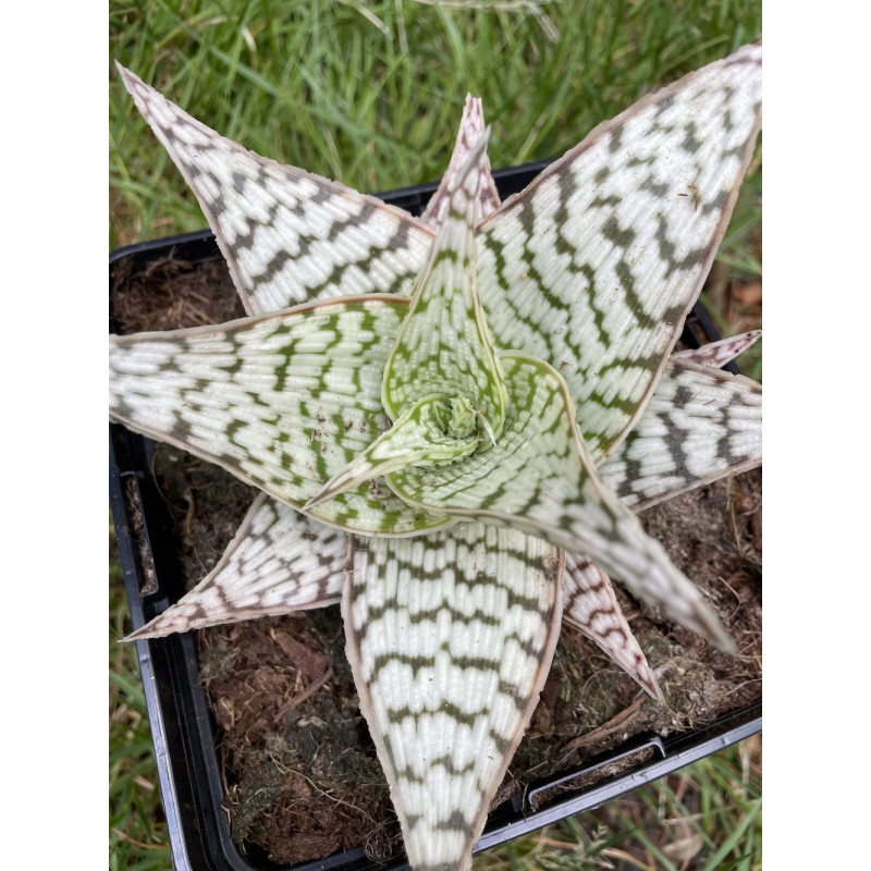 Aloe delta lights | À l'ombre des figuiers