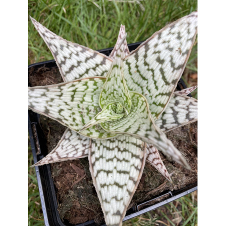 Aloe delta lights | À l'ombre des figuiers