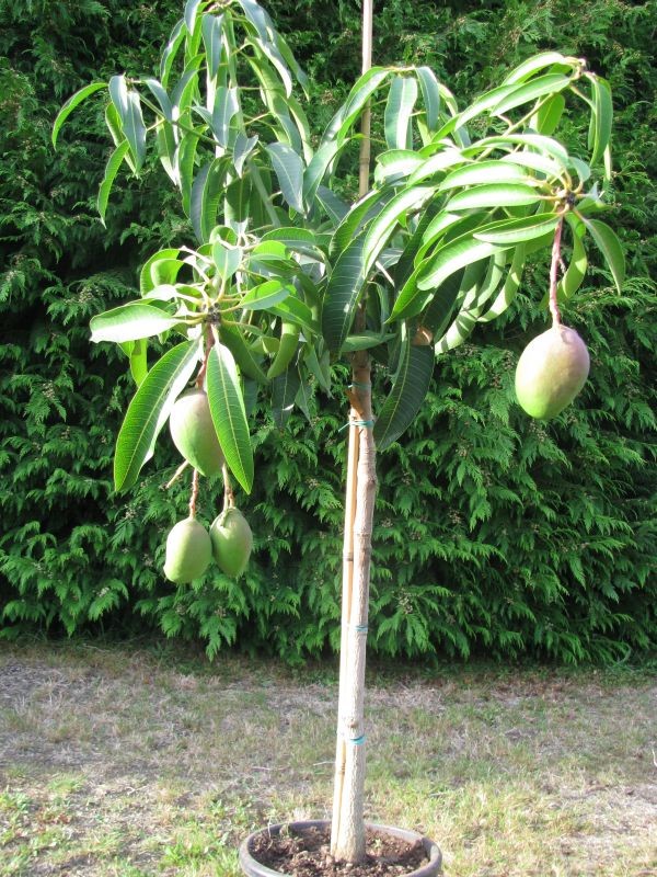 planter un manguier en france