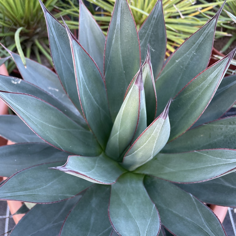 Agave blue ember | À l'ombre des figuiers