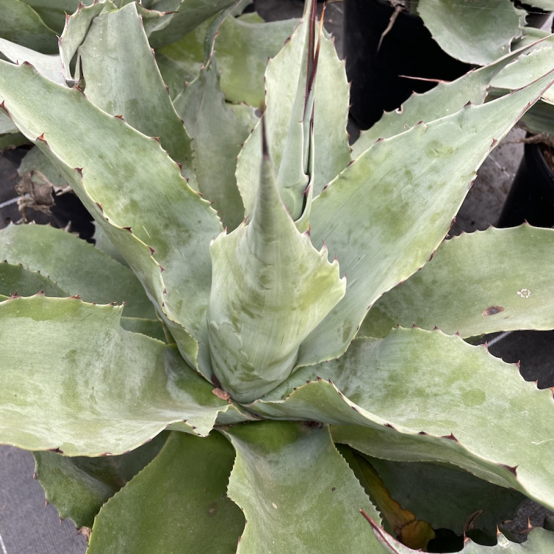 Agave ovatifolia vanzie | À l'ombre des figuiers