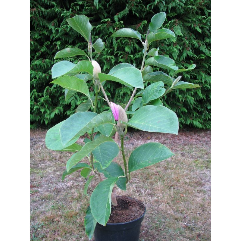 Magnolia 'Apollo' | À l'ombre des figuiers