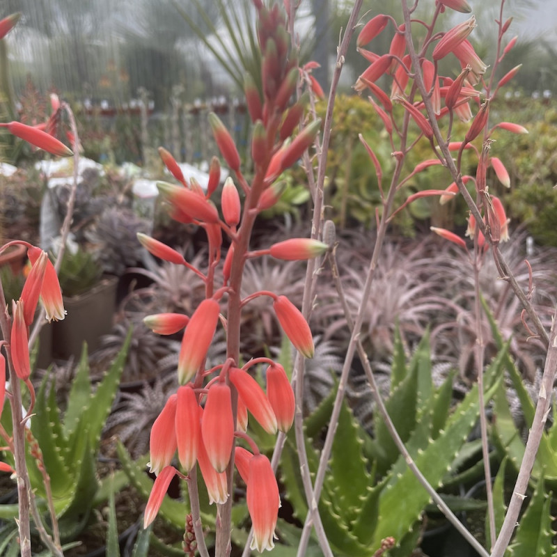Aloe pseudoparvula | À l'ombre des figuiers
