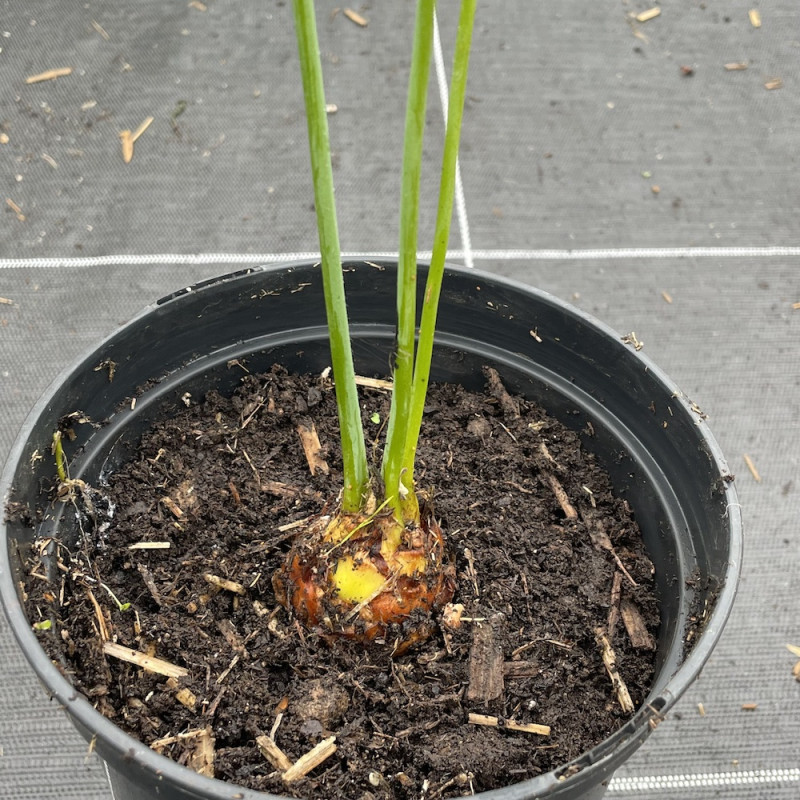 Cycas clivicola, the cliff cycad | À l'ombre des figuiers