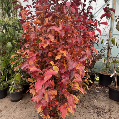 Parrotia Persian spire® | À l'ombre des figuiers