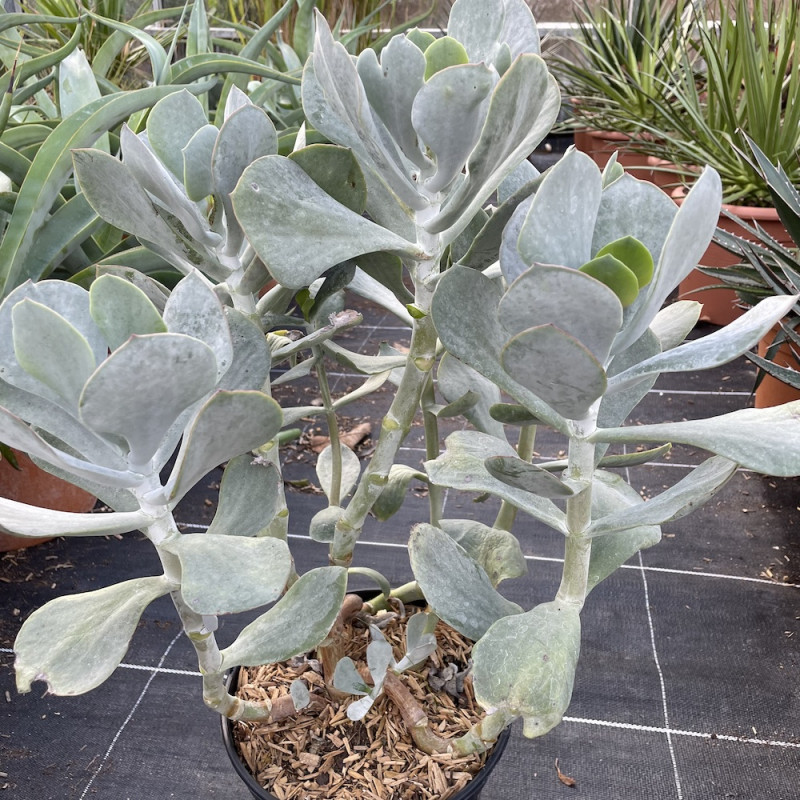 Cotyledon orbiculata gray | À l'ombre des figuiers