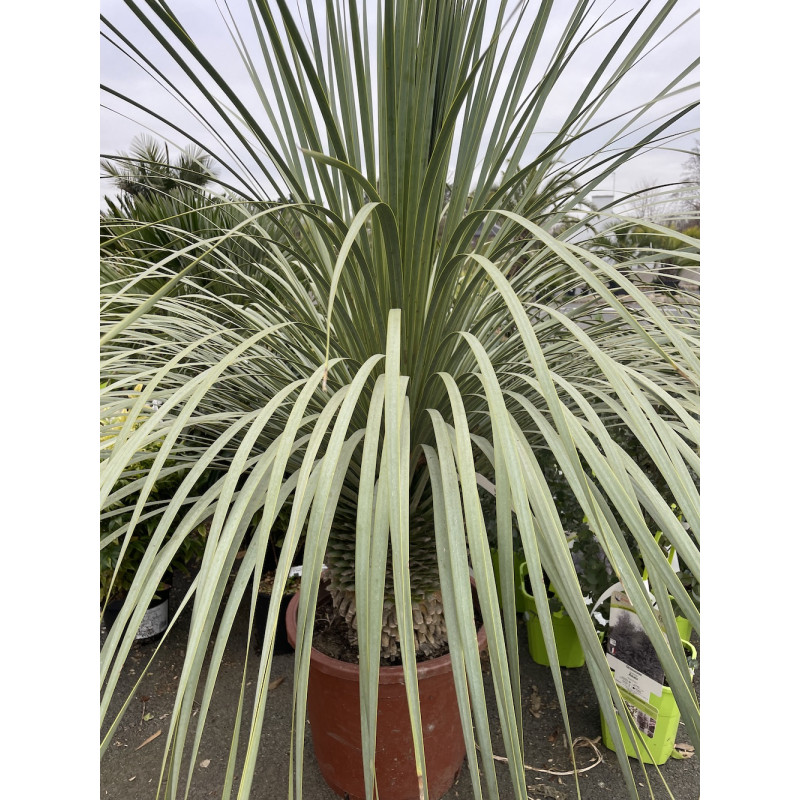 Weeping Yucca rostrata | À l'ombre des figuiers