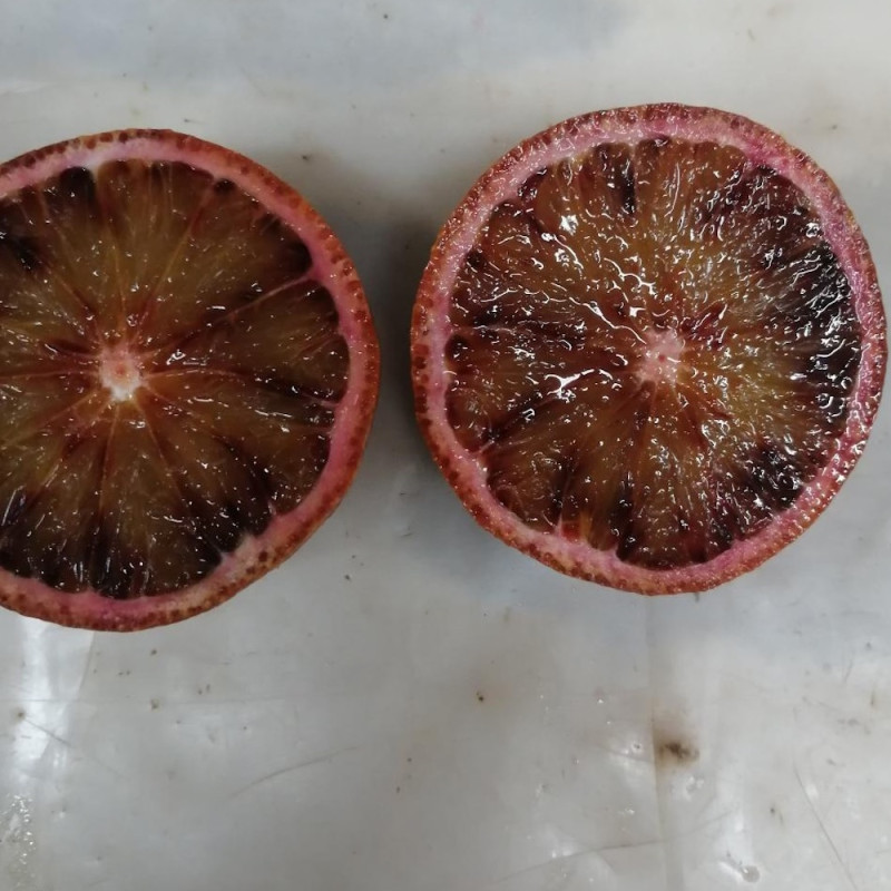 Citrus sinensis violette des vallées | À l'ombre des figuiers