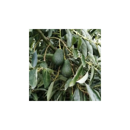 Persea americana Lamb Hass®, avocado tree | À l'ombre des figuiers