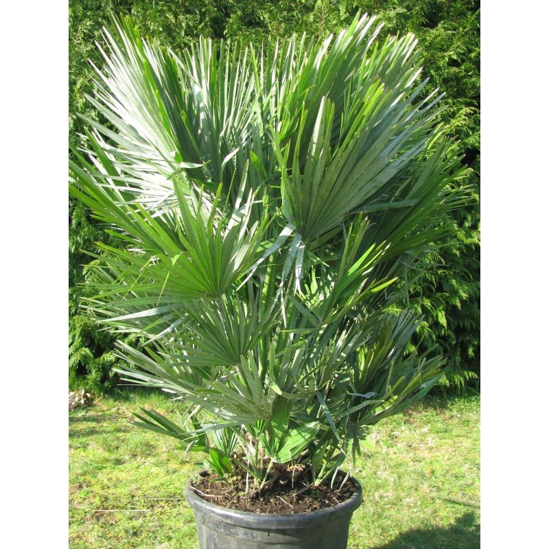 Chamaerops humilis 'Vulcano', palmier nain rustique | À l'ombre des ...