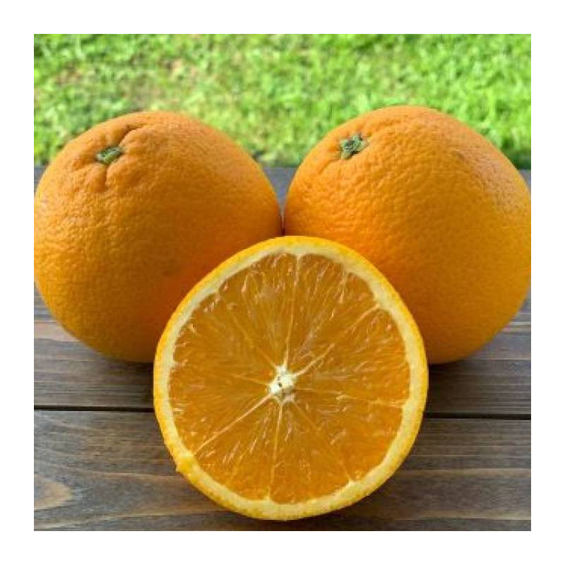 Citrus sinensis Barnfield, orange navel | À l'ombre des figuiers