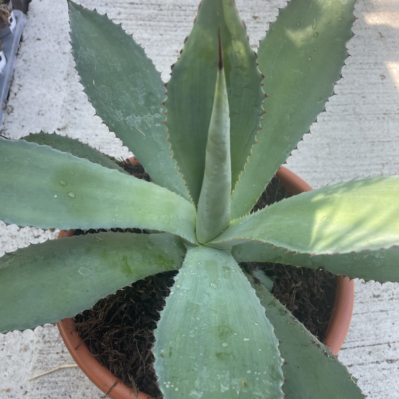 Agave inaequidens subsp. inaequidens | À l'ombre des figuiers