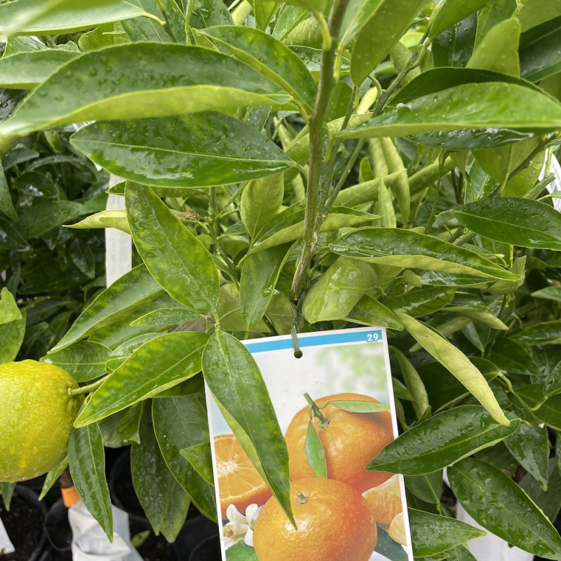 Citrus clementina primosole | À l'ombre des figuiers