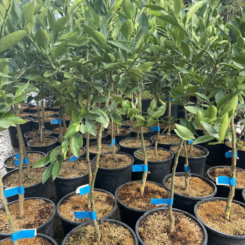 Citrus satsuma okitsu | À l'ombre des figuiers