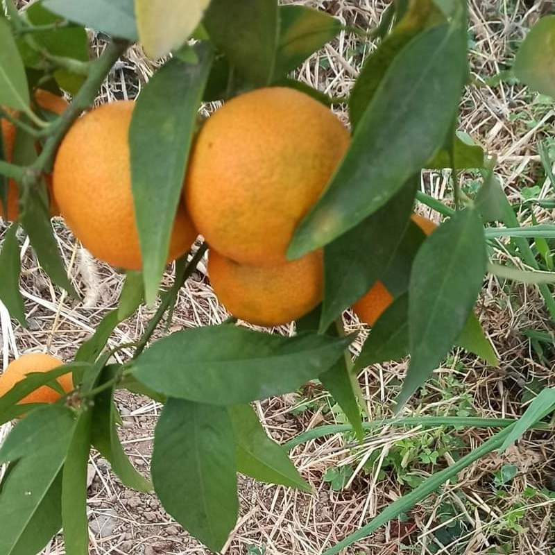 Citrus x tangelo nova | À l'ombre des figuiers